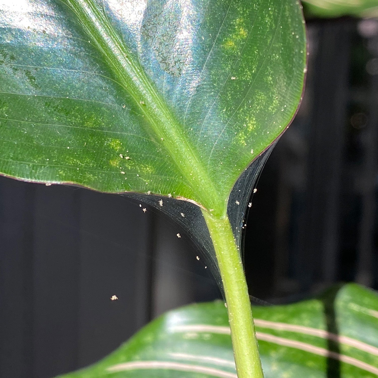 Rote Spinne aka. Spinnmilben erkennen und behandeln – Green Me Up