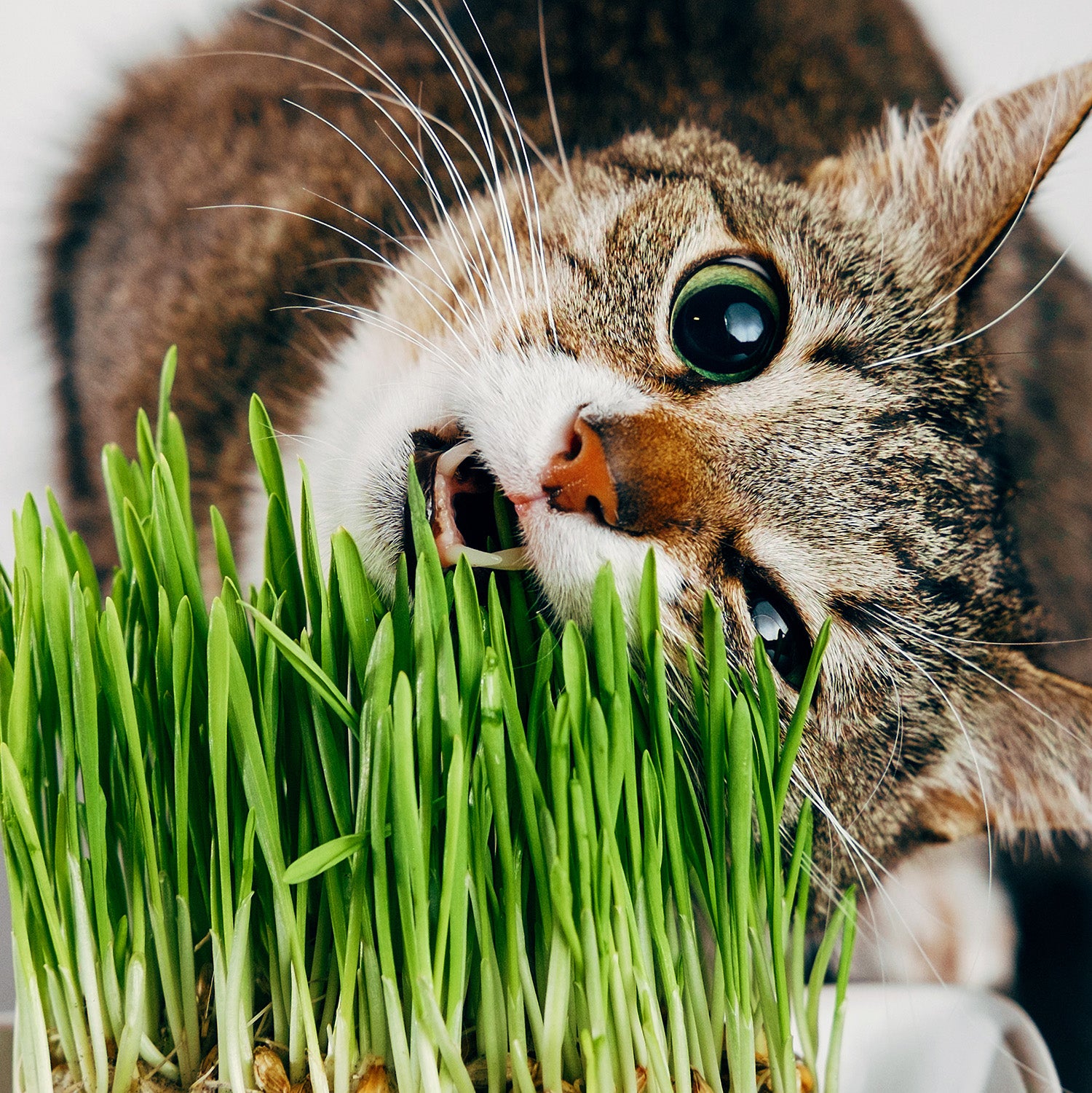 PETLOVE Knabberspaß für Katzen – Green Me Up