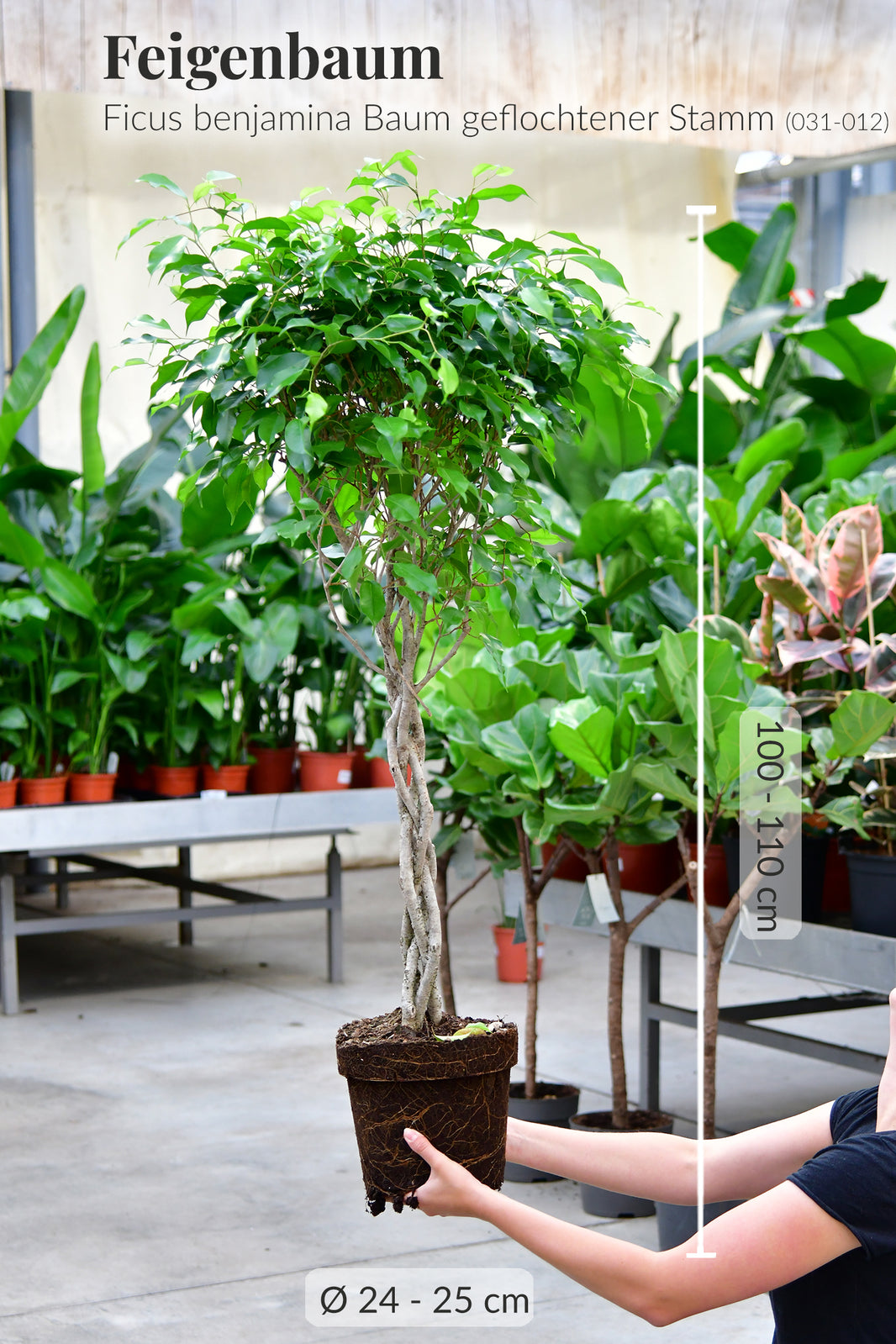 Ficus (Feigenbaum) Zimmer Pflanzen- und Pflegetipps – Green Me Up GmbH