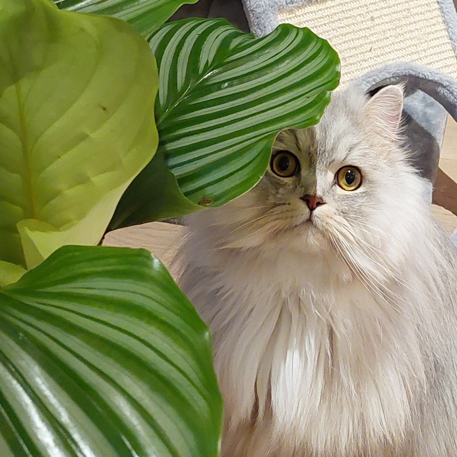 Pflanze Ungiftig Fur Katzen