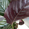Rote Spinne aka. Spinnmilben erkennen und behandeln – Green Me Up