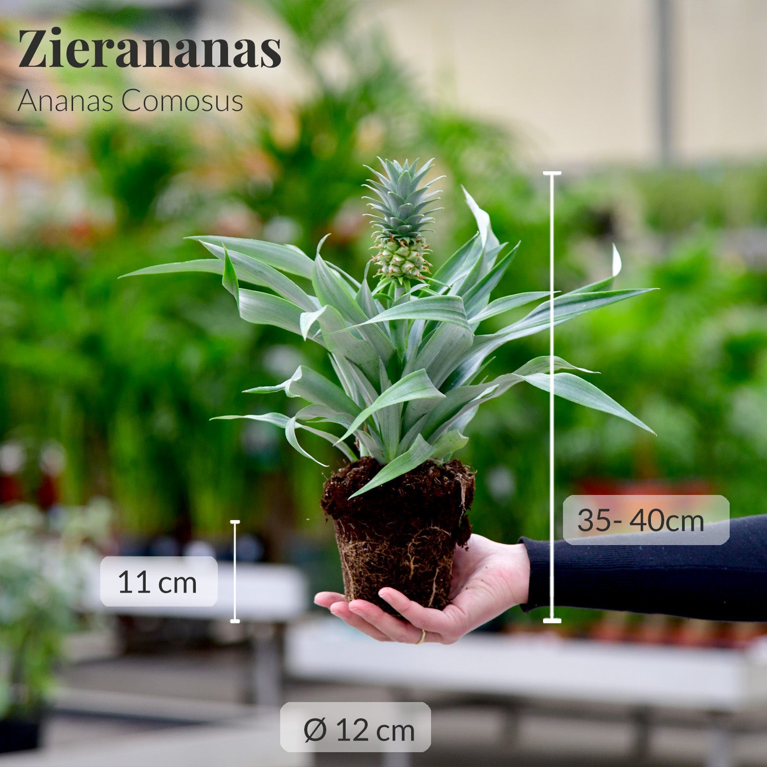 Zierananas Lasst Ananas Hangen