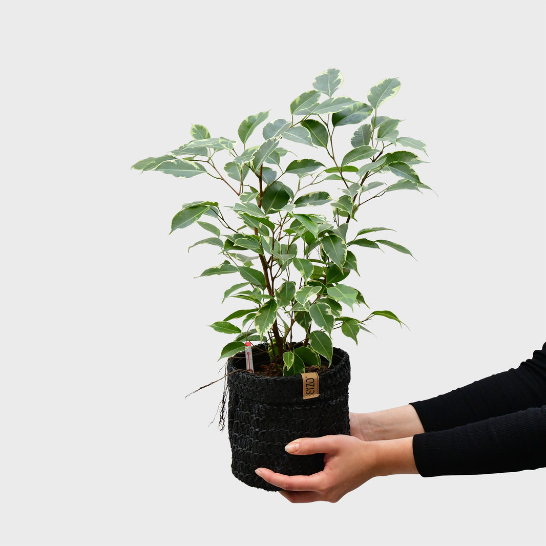 Ficus (Feigenbaum) Zimmer Pflanzen- und Pflegetipps – Green Me Up