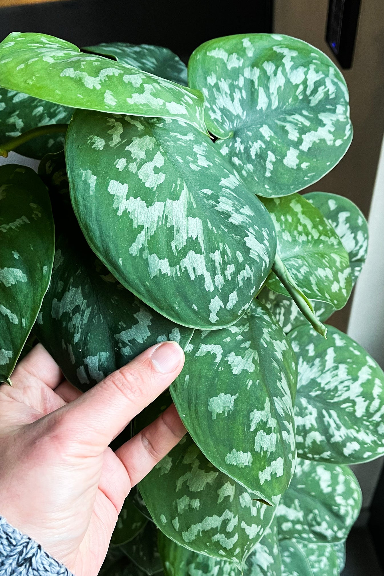 XXL Efeutute Scindapsus 150cm – Green Me Up